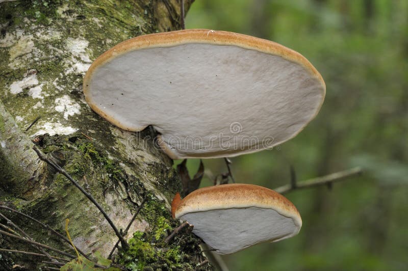 Brzozy huba zdjęcie stock. Obraz złożonej z drewna, pieczarka - 34404142