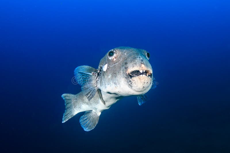 Brzydka Ryba! obraz stock. Obraz złożonej z kolorowy - 53379407