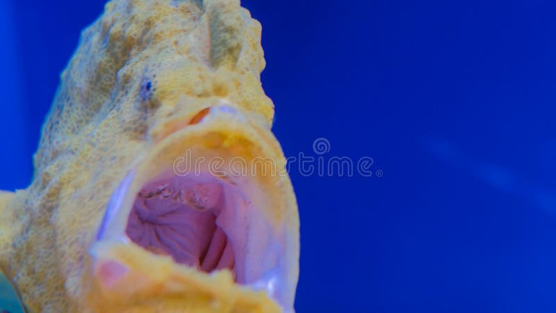 Rybi brzydki zdjęcie stock. Obraz złożonej z ryba, nurkowanie - 7335136