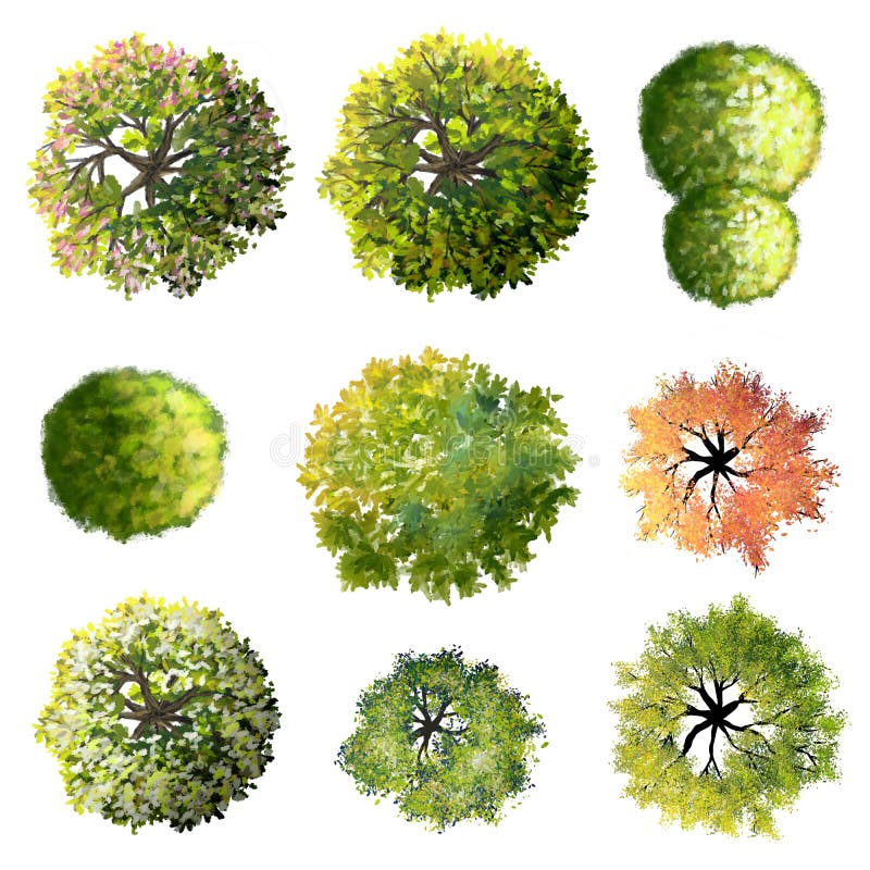 Bstract Green Tree Top View Isolated on White Background Stock Photo ...