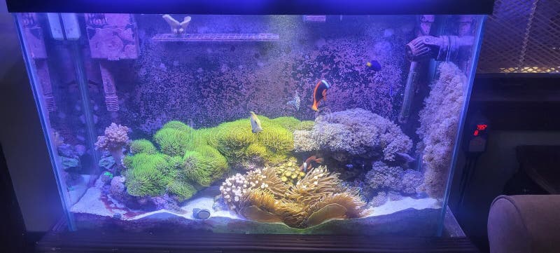 Bta Anemone Fish Tank Aquarium Saltwater Stock Image - Image of fish ...