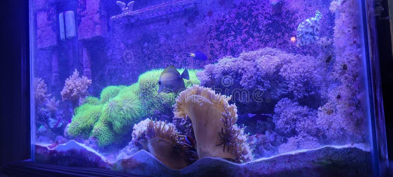 Bta Anemone Fish Tank Aquarium Saltwater Stock Image - Image of tank ...