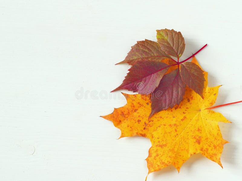 Btwo Autumn Stock Photos - Free & Royalty-Free Stock Photos from Dreamstime