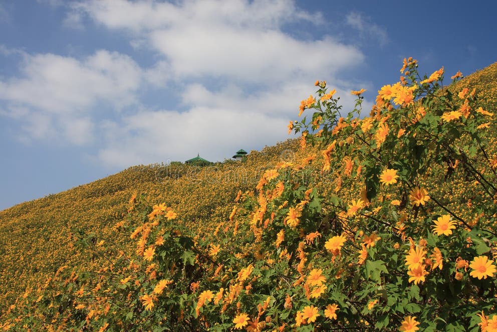 Bua tong,flower stock image. Image of mexican, weed, mountain - 23749707