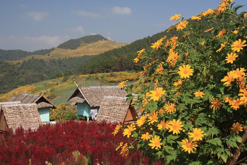 Bua tong,flower stock photo. Image of hilltribe, flower - 23749734