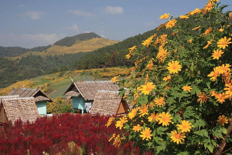 Bua tong,flower stock photo. Image of blossom, mexican - 23749774