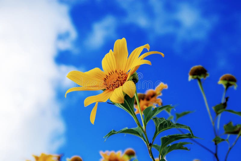 Bua Tong Flower at Blue Sky Stock Photo - Image of meadow, hong: 140942308