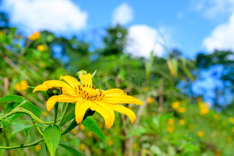 Bua Tong Flower with Blue Sky Behind at Daytime Stock Photo - Image of ...