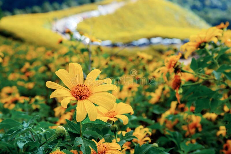 Bua Tong Flower on Mountain Stock Image - Image of hill, hong: 140942915