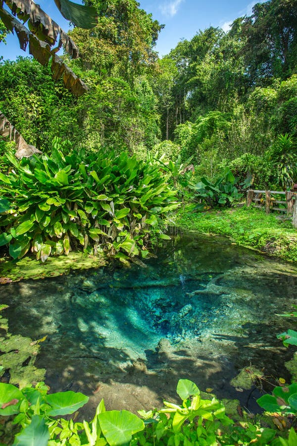 Bua Tong Rainbow spring stock photo. Image of outdoor - 47797512