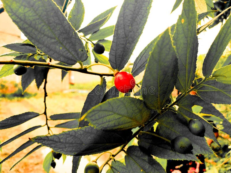 Buah ceri stock photo. Image of buah, fruit, ceri, cherry - 159612698