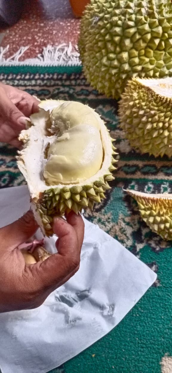 Buah Durian Bawor stock photo. Image of buah, bawor - 300872286