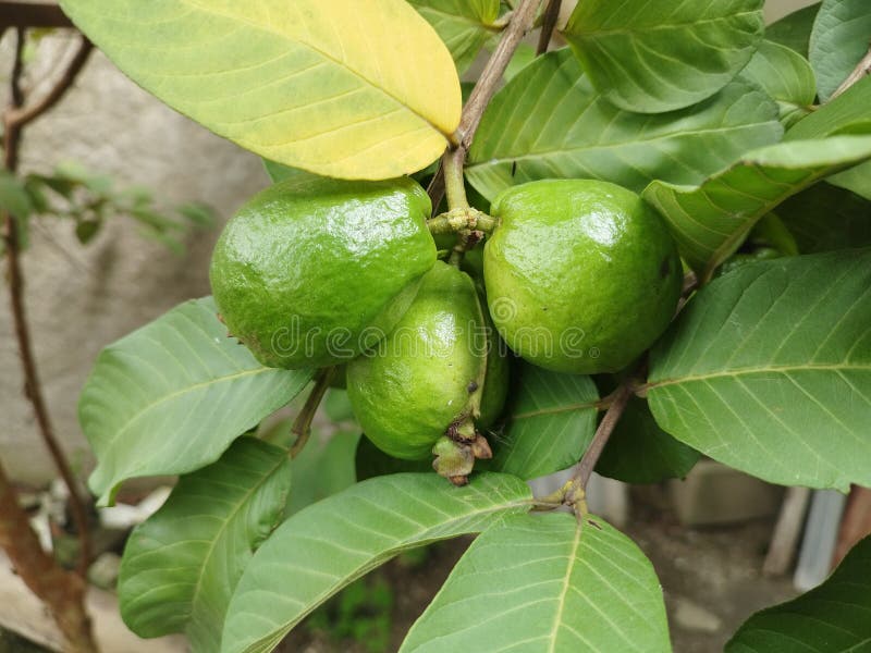 Buah jambu kristal stock photo. Image of food, fruit - 268957144