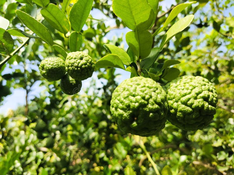 Buah Jeruk purut stock photo. Image of buah, produce - 204920306