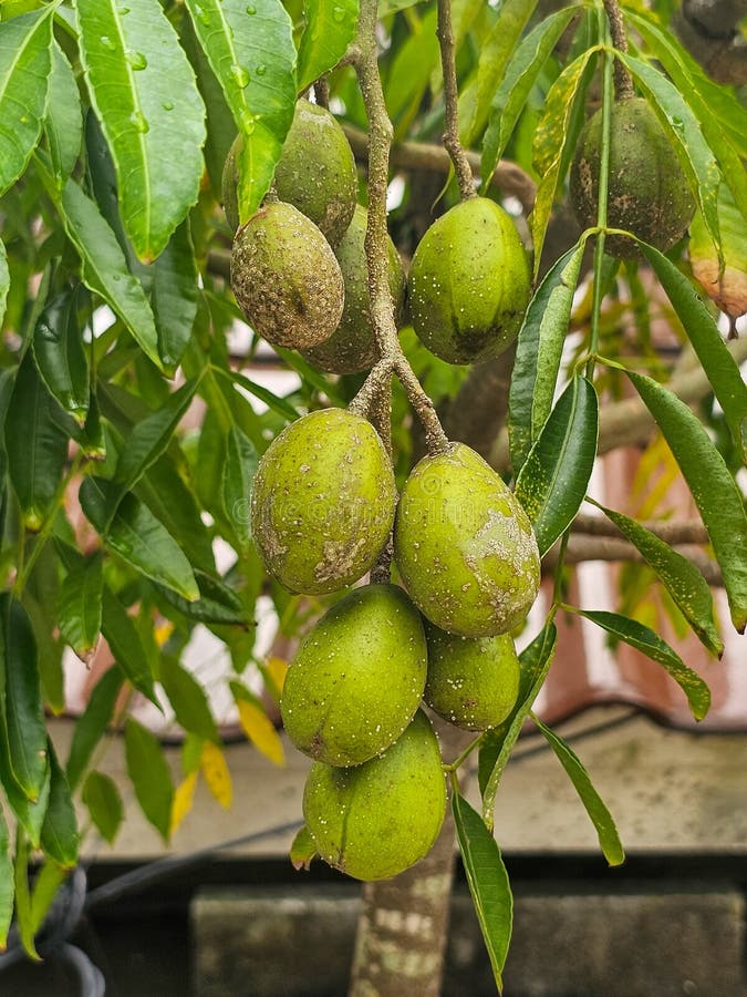 Buah Kedondong or Ambarella Stock Image - Image of branch, tree: 361499671