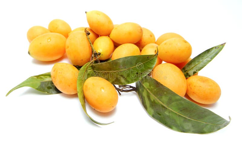 Buah Kundang ,Mango Plum / Mini Mango Stock Image - Image of leaf ...