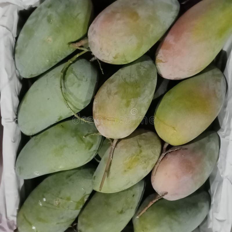 Beautiful Fresh Fruit Kiojay Mangoes Ready To Be Sent To Consumers ...