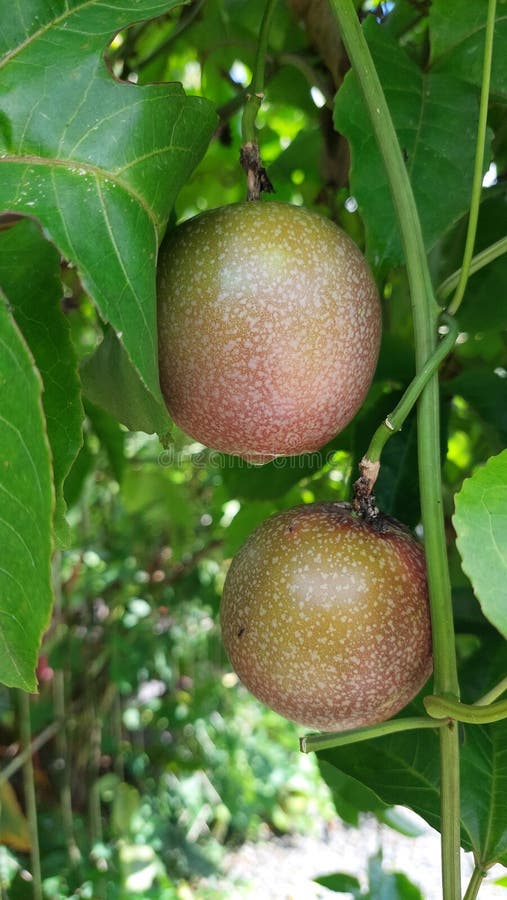 163 Markisa Fruit Stock Photos - Free & Royalty-Free Stock Photos from ...