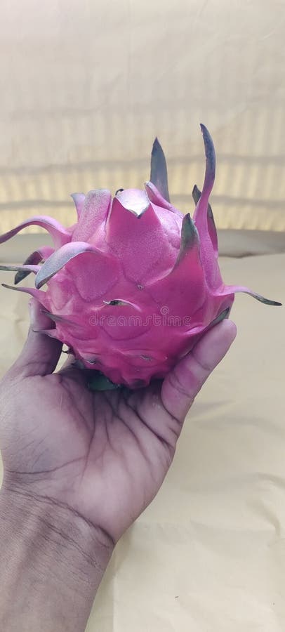 Buah naga / dragon fruit stock image. Image of naga - 273191041