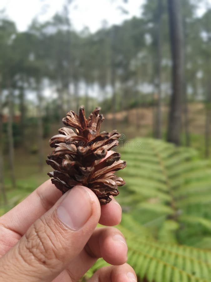 Pinus Buah Pinus Stock Photos - Free & Royalty-Free Stock Photos from ...
