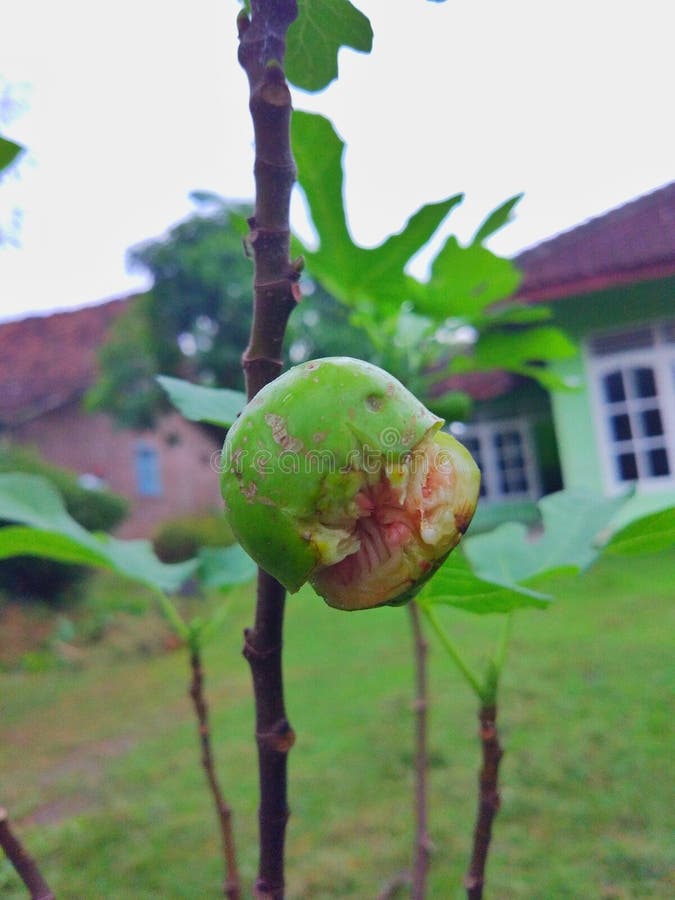 Buah Tin or Figs Fruit on Tree Stock Photo - Image of green, eating ...