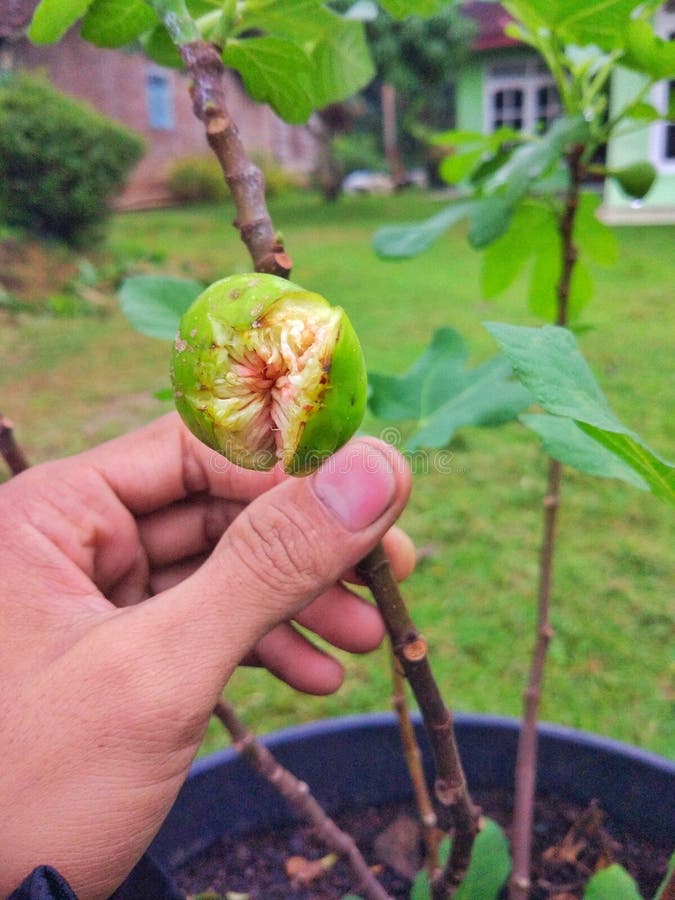 Buah Tin or Figs Fruit on Tree Stock Image - Image of dessert, healthy ...