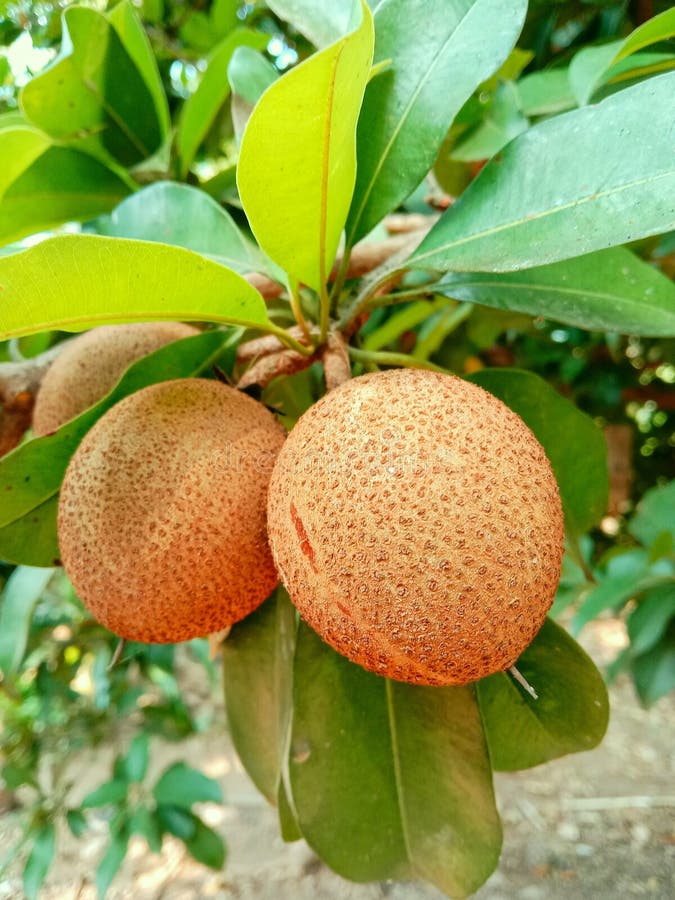 Buah yang enak stock image. Image of yang, buah, sapodilla - 281909283