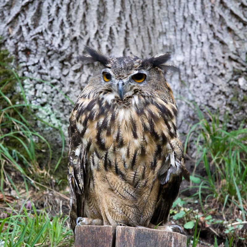 Bubón del bubón foto de archivo. Imagen de observar, pista - 6202296