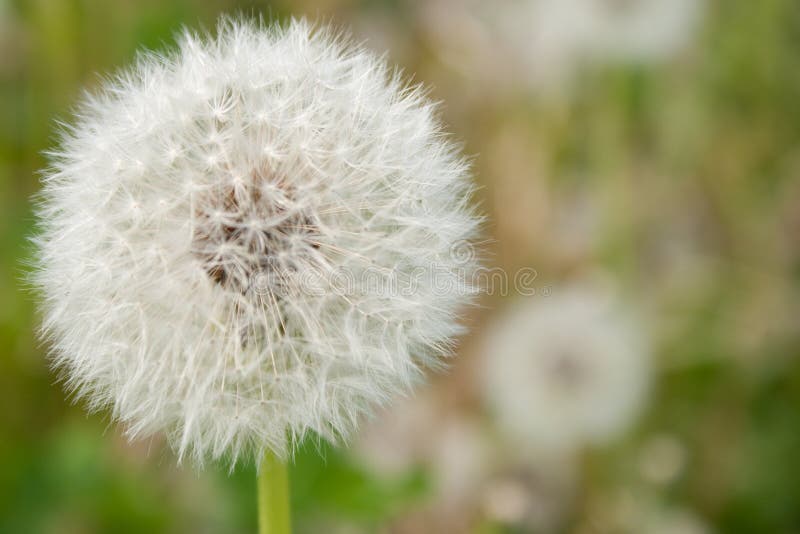 Buba stock image. Image of nature, lightness, grow, spring - 11946141