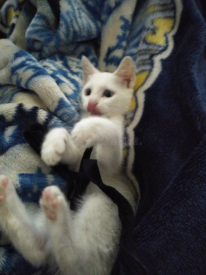 Buba at his finest stock image. Image of buba, play - 166097681