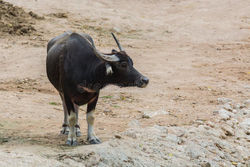 Bubalus arnee in the zoo. stock photo. Image of legs - 87976786