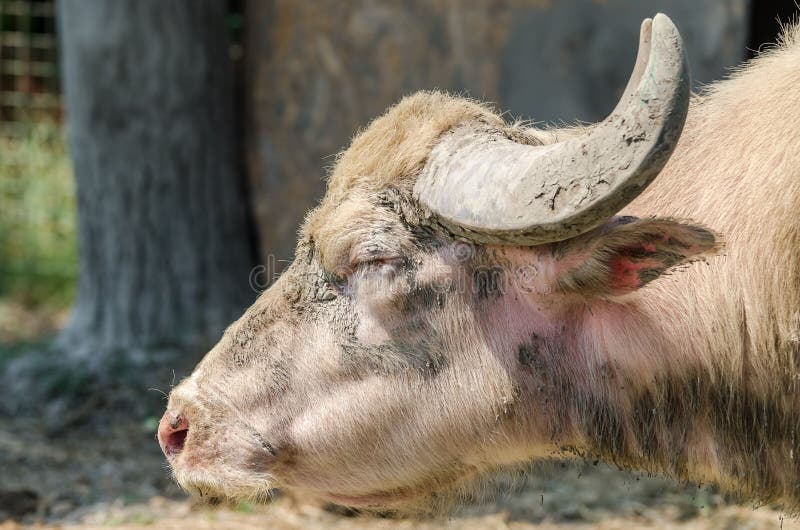 Bubalus Bovine Portrait stock photo. Image of livestock - 33047764