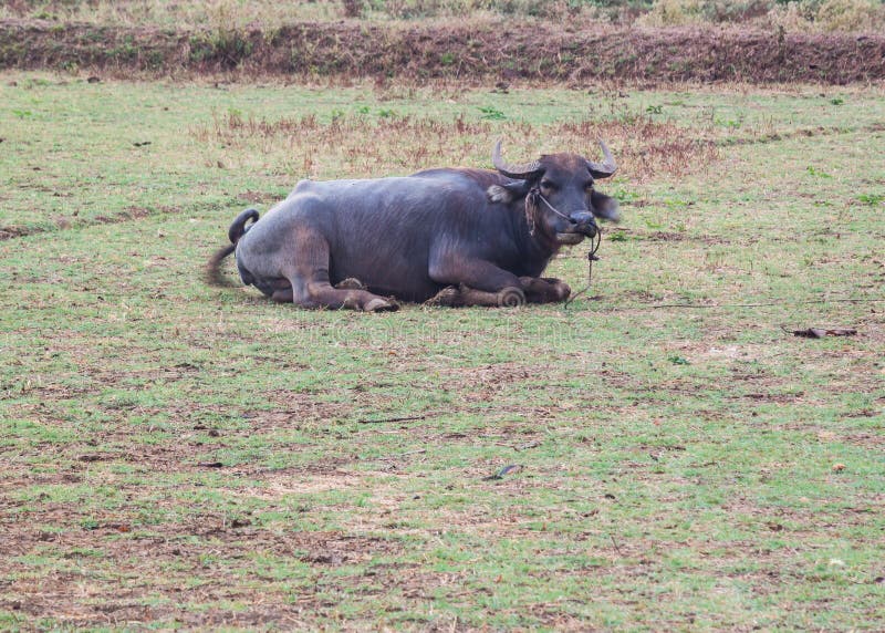 Bubalus Bubalis or Swamp Buffalo Stock Image - Image of field, green ...