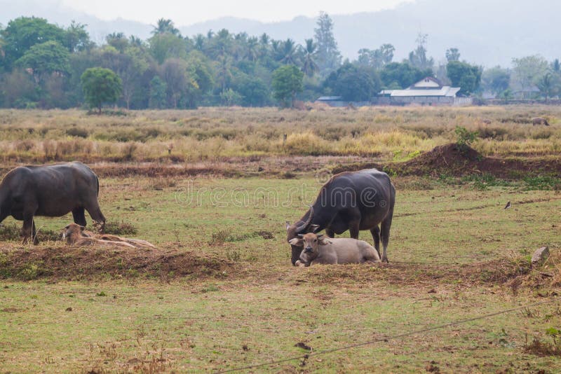 Bubalus Bubalis or Swamp Buffalo Stock Photo - Image of buffalo, plant ...