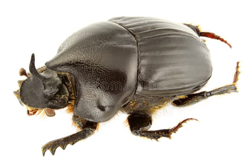 Bubas bison stock photo. Image of bubas, horizontal, entomology - 17394334