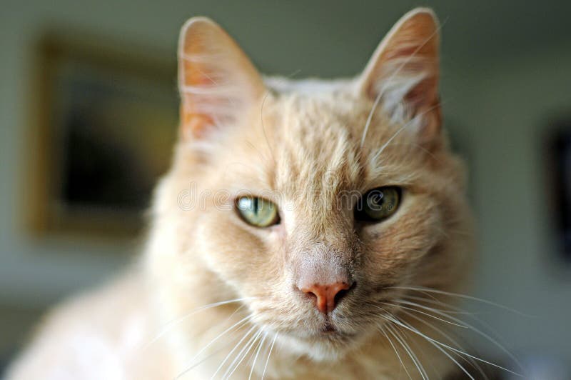 Bubba, the Maine Coon Cat, Hanging Out on the Cat Perch Stock Image ...