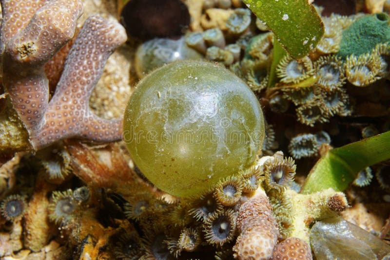 Bubble Algae Valonia Ventricosa Stock Photo - Image of floor, america ...