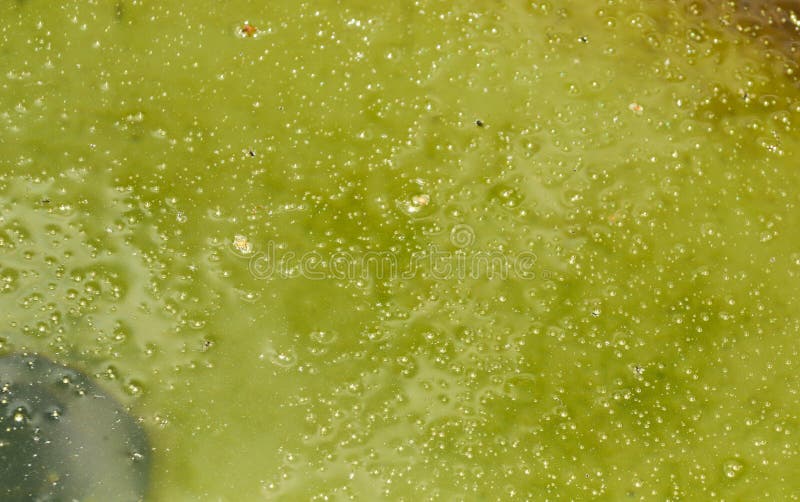 Bubble In Algae Water Green Color Stock Photo - Image of macro, nature ...