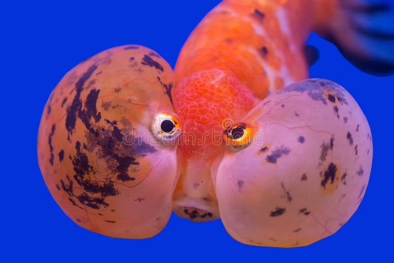 Cheeked Goldfish Stock Photos - Free & Royalty-Free Stock Photos from ...