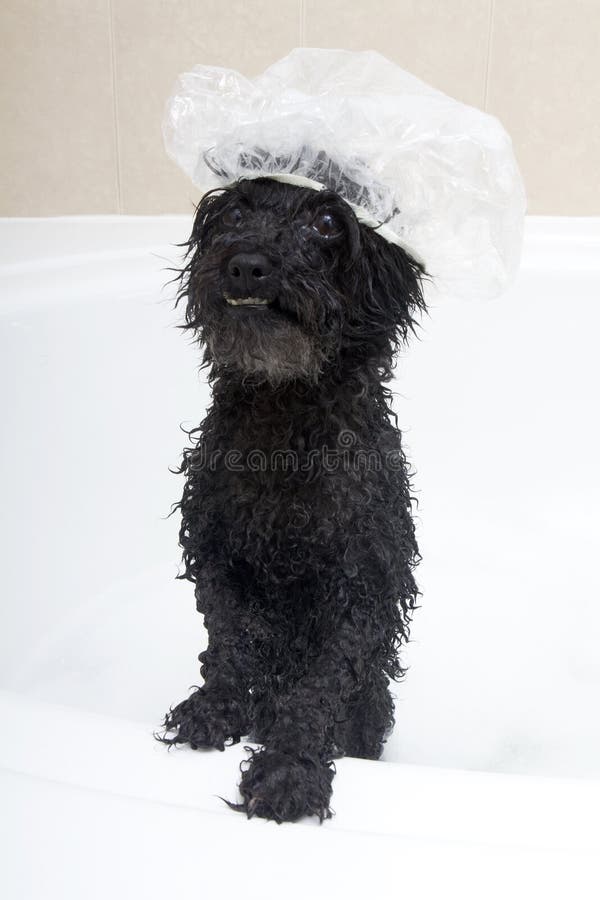 Bubble Bath Poodle stock image. Image of standing, vertical - 34706853