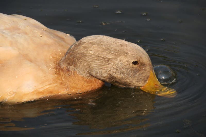 Bubble blowing duck stock photo. Image of water, bubble - 58194364