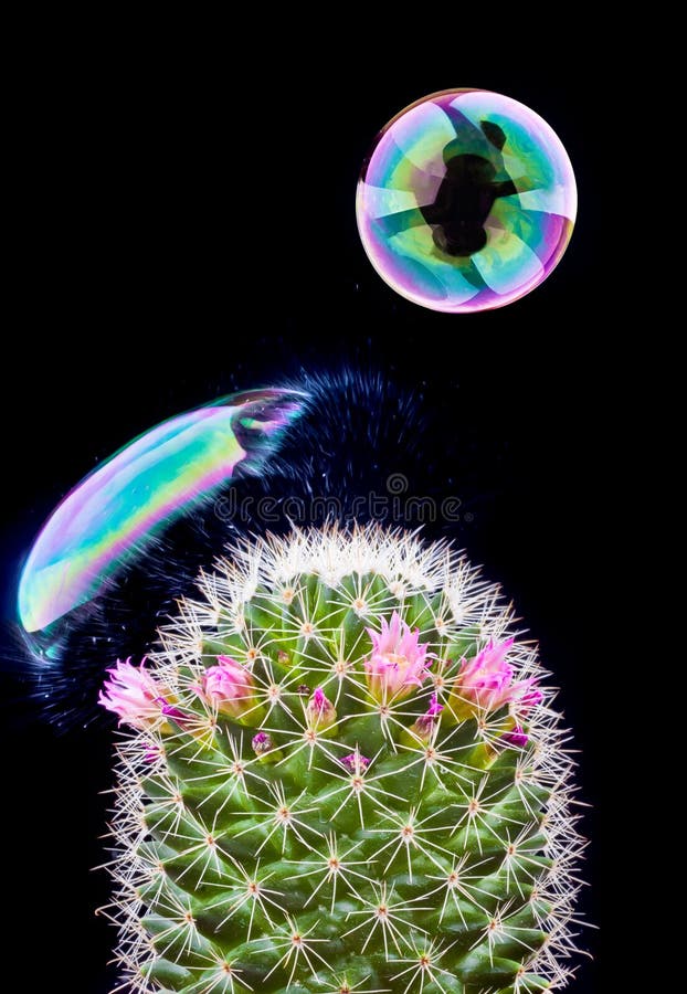 Bubble bursting on cactus stock image. Image of spiny - 18318709