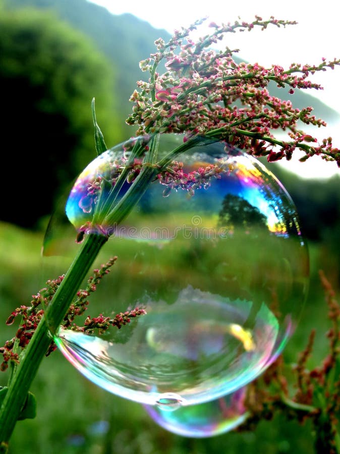 Bubble stock photo. Image of hill, herb, green, tree - 73100798