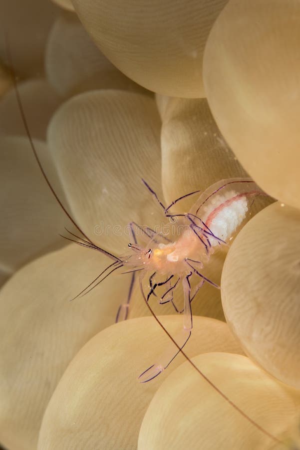 Bubble coral shrimp stock image. Image of muck, nature - 220904707