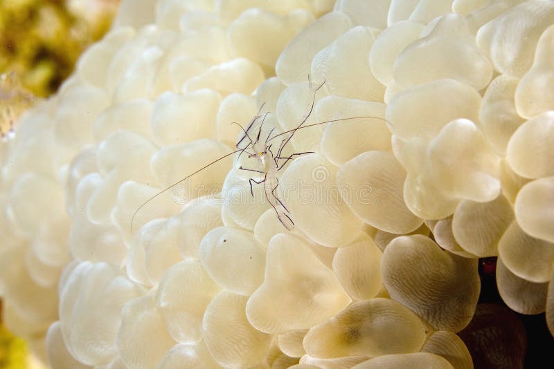 Bubble Coral Shrimp (vir Philippinensis) Stock Photo - Image of reef ...