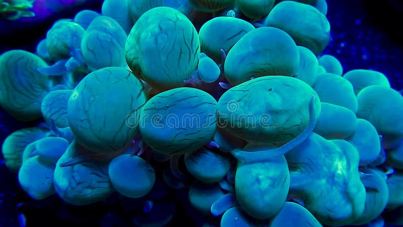 Corals movement stock image. Image of blue, anemone, movement - 2302359