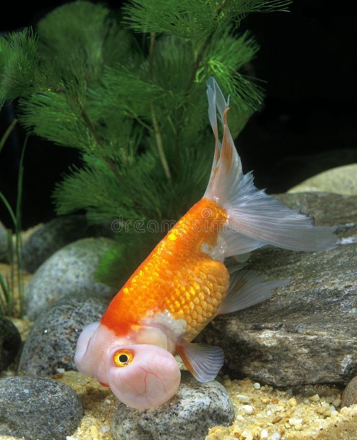 BUBBLE EYE GOLDFISH Carassius Auratus Stock Photo - Image of auratus ...