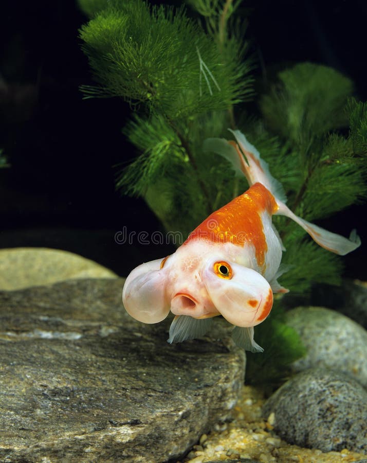 Bubble Eye Goldfish, Carassius Auratus Stock Image - Image of asia ...