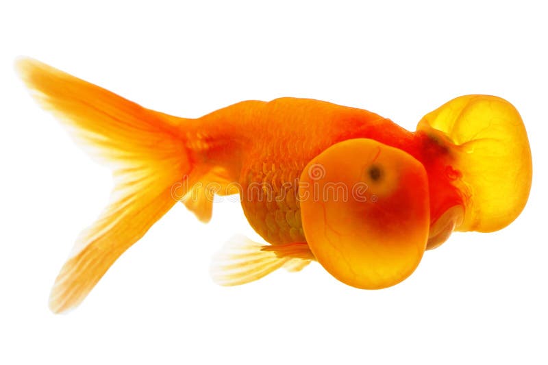 Bubble Eye Goldfish stock image. Image of colour, carefree - 191801569