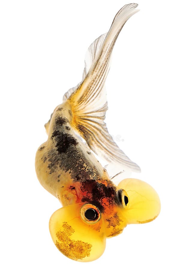 Bubble Eye Goldfish stock image. Image of fauna, aquarium - 191801621
